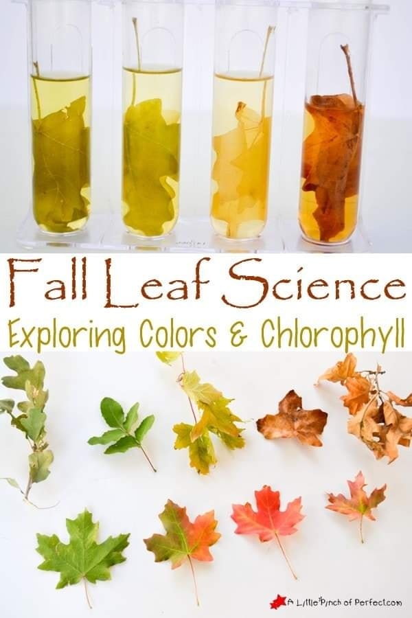 A Little - Investigate how leaves change colors! https ...