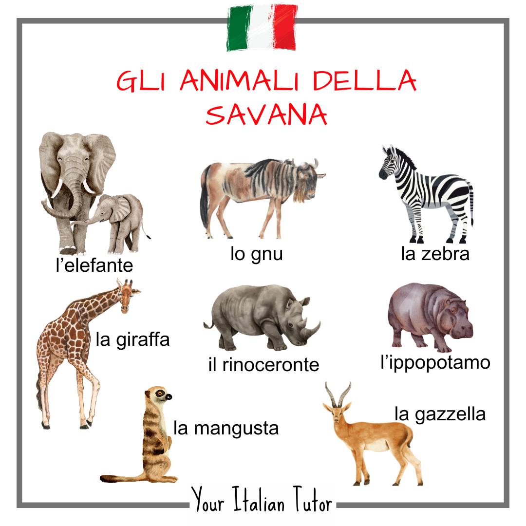Learn Italian with "Your Italian Tutor"