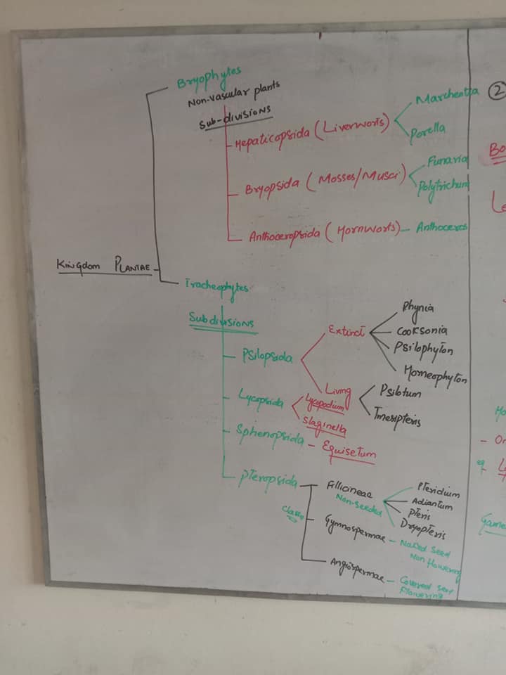 Biology Hub Kingdom Plantae Classification Flowchart 7244