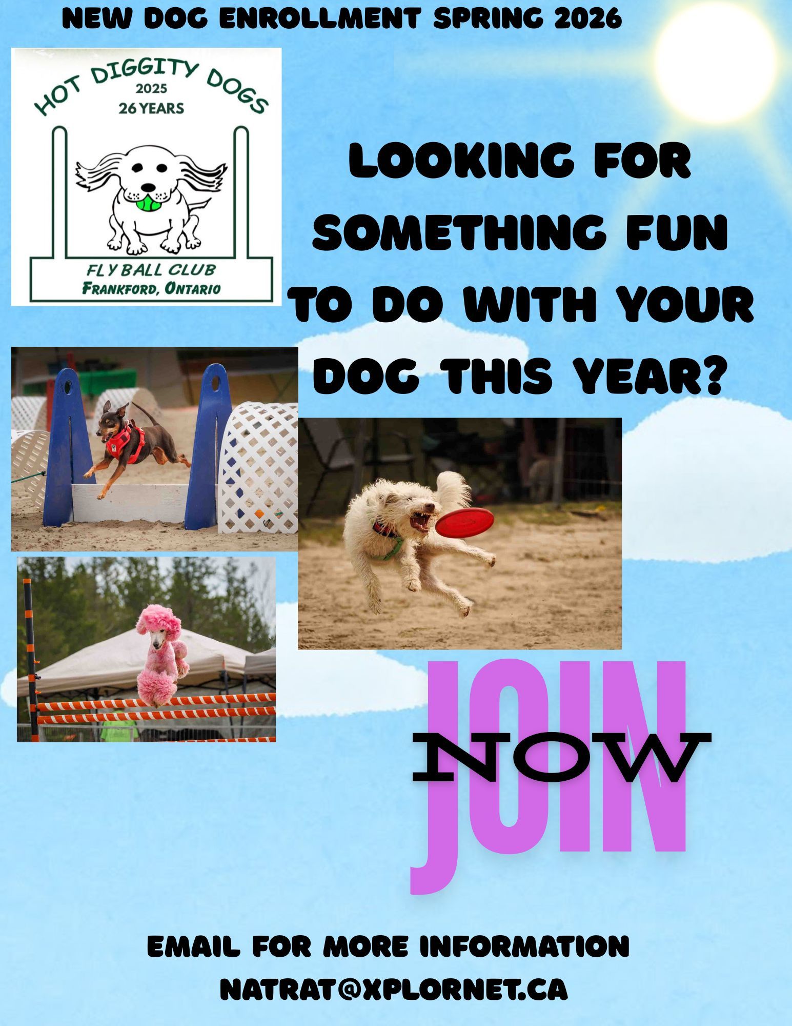 Hot Diggity Dogs Flyball Club and Performance Team