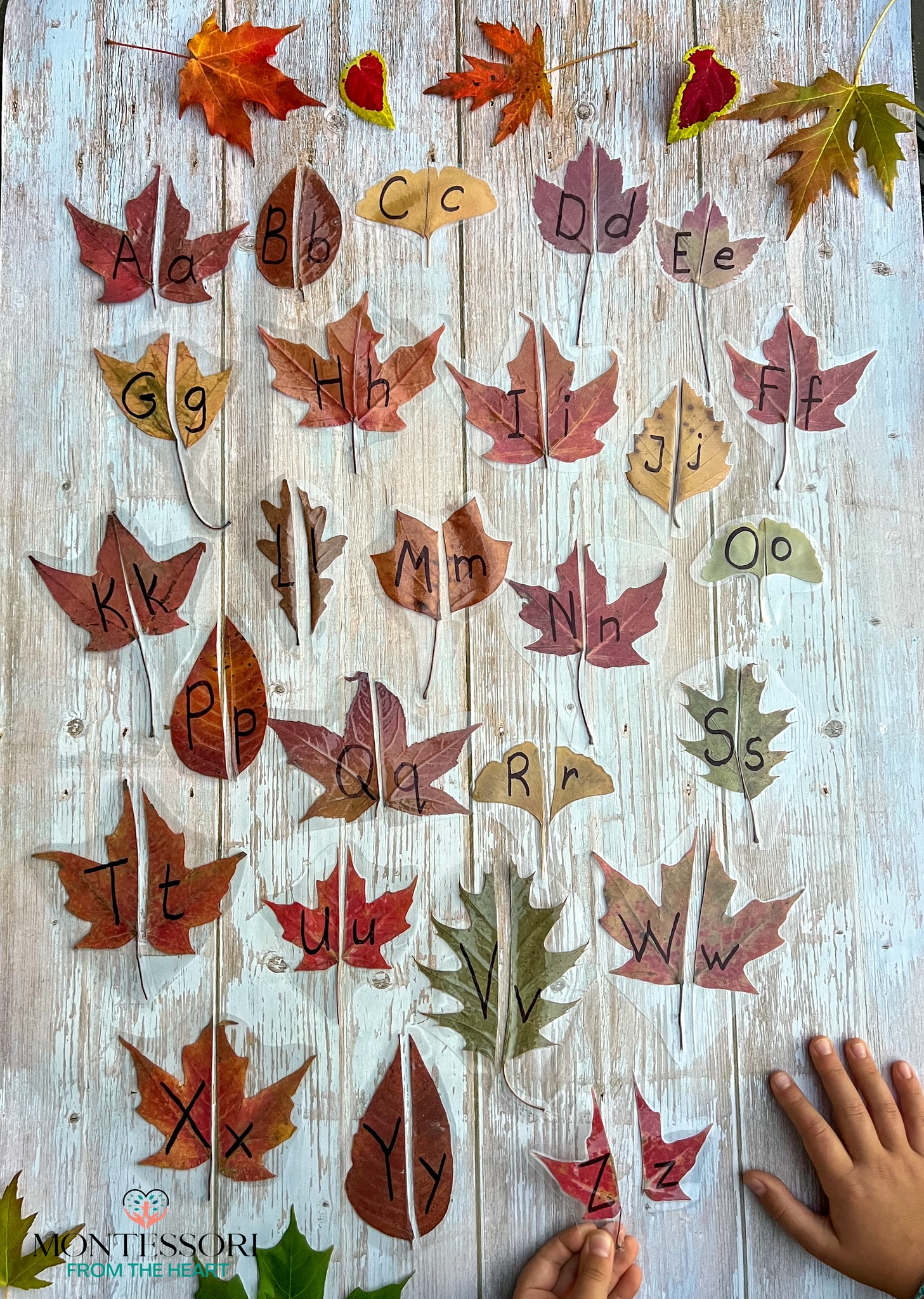 Montessori - Here is a FUN DIY Language Activity for Kids - turn autumn ...