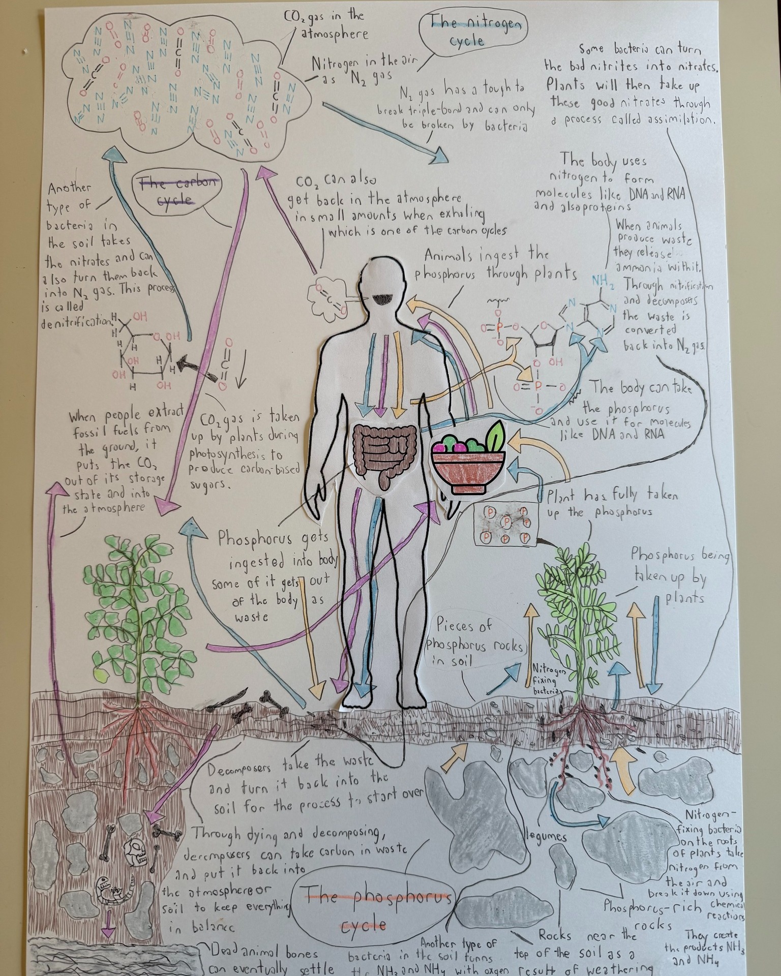 Next - We've all heard of the carbon cycle, but that's just one of the ...