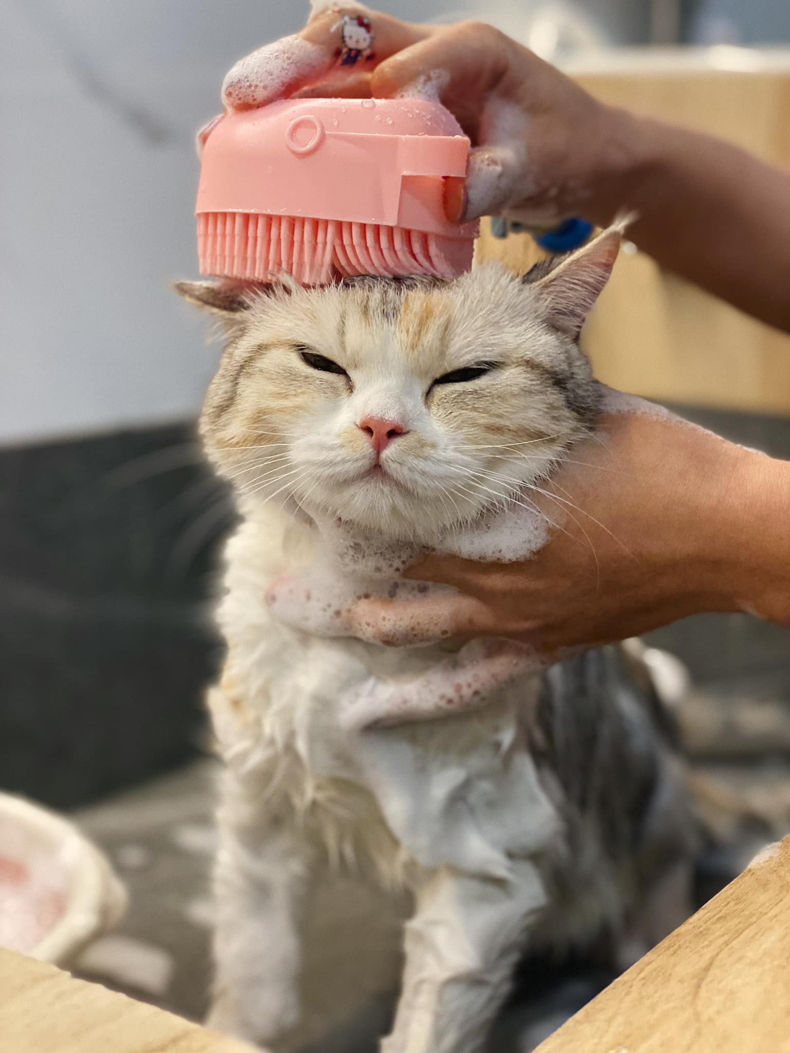 ซิ Wink Grooming And Hotel โรงแรมแมว สปาและอาบน้ำตัดขนแมว