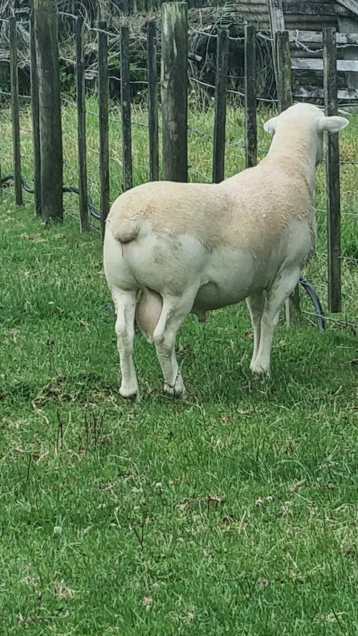Valhalla Dorpers Kandk Dorper Sheep Breeders Auckland