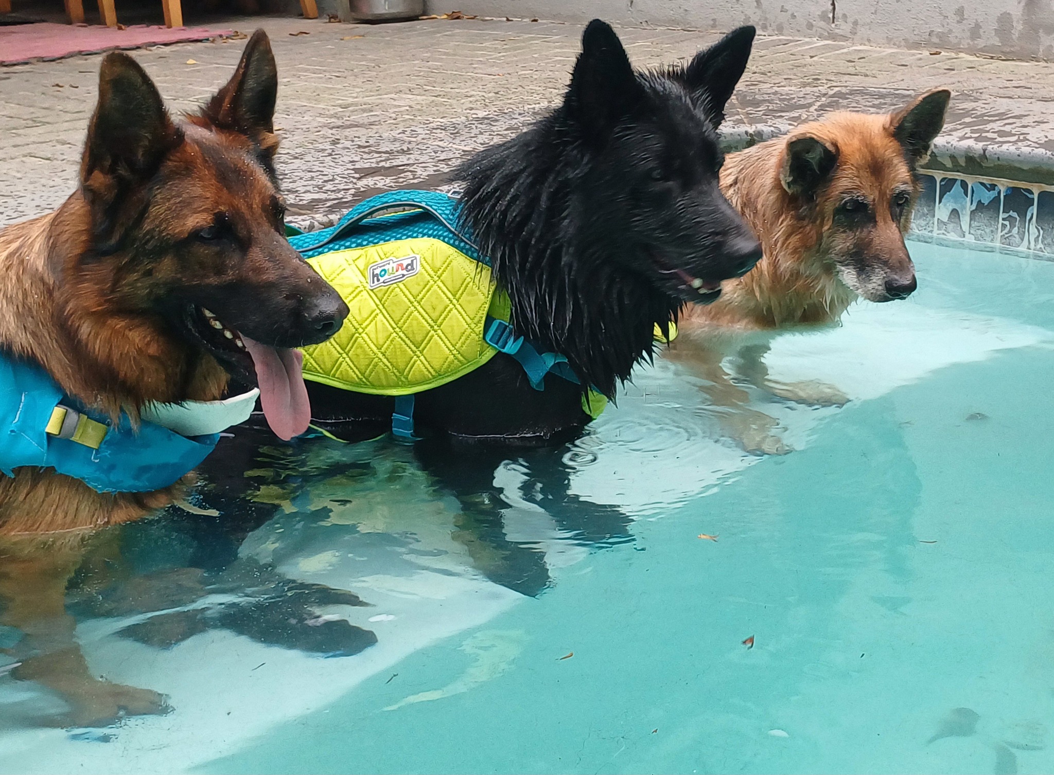 West Coast Animal Physiotherapy