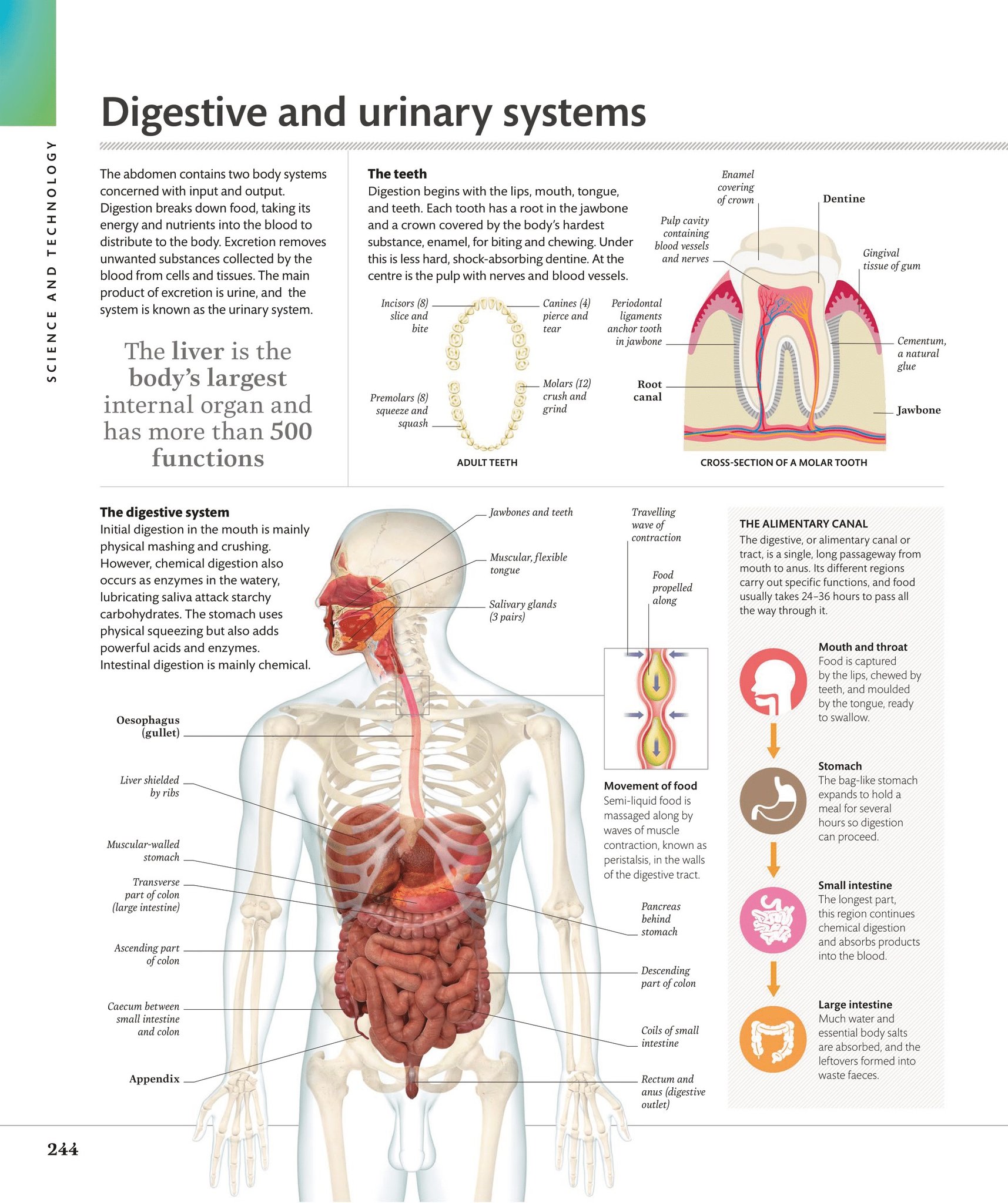 Ceres - Digestive and Urinary Systems by DK Science Knowledge ...