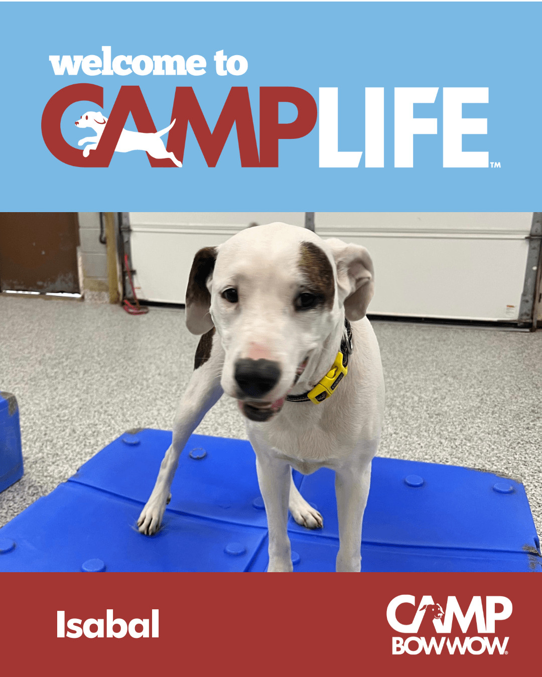 Camp - We’re pawsitively excited to welcome Isabel to our Happy Campers ...