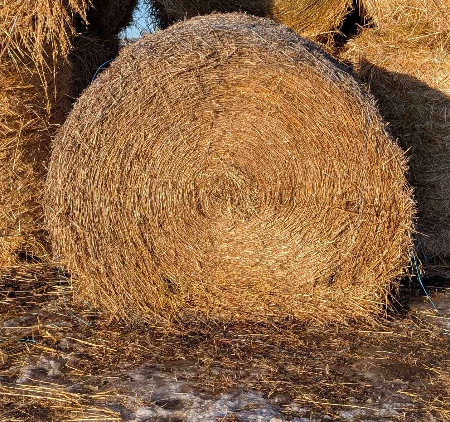 Elegant Bale Of Straw For Sale Near Me Photos