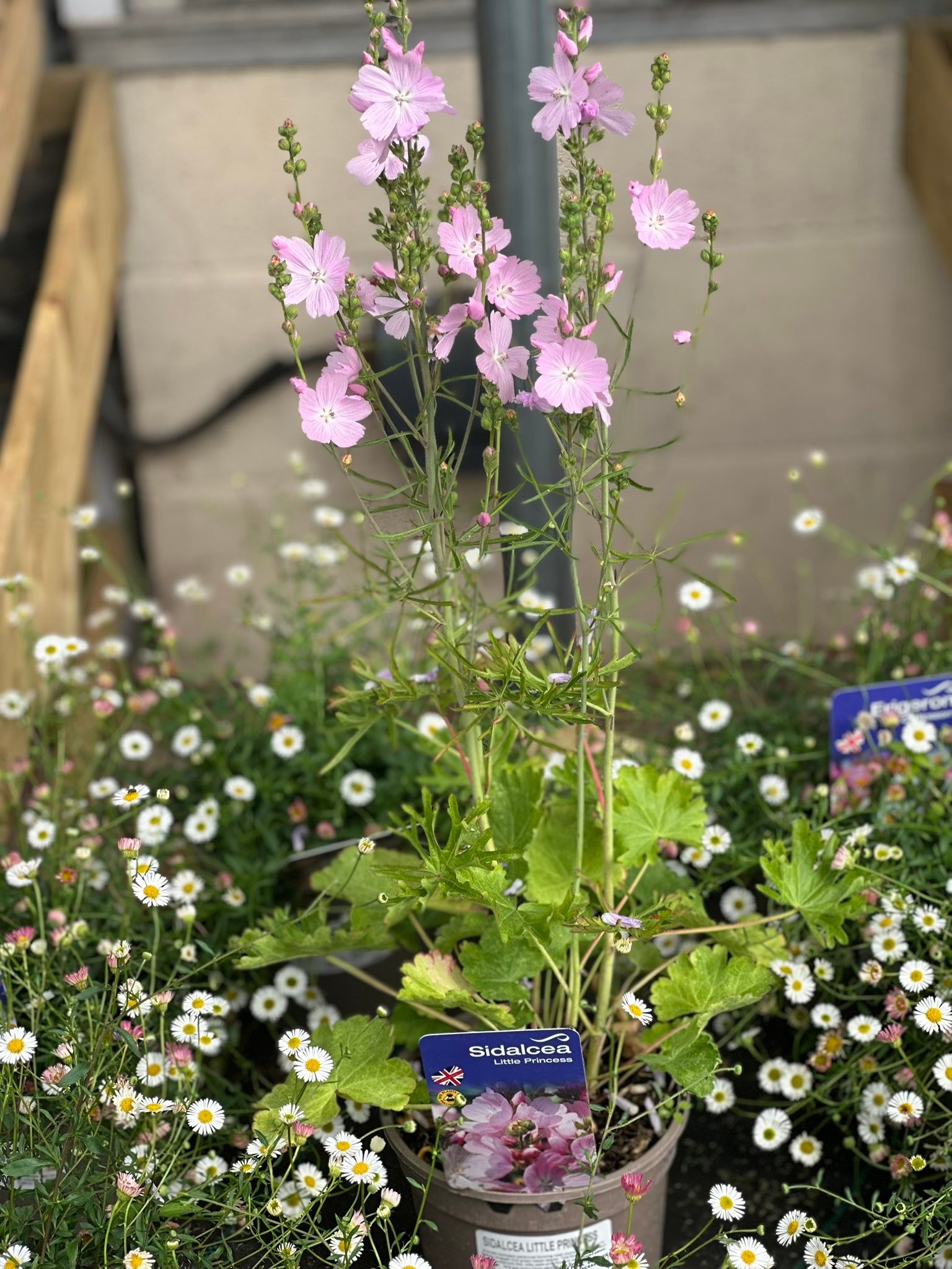 The Plant Plot The Plant Plot Added A New Photo
