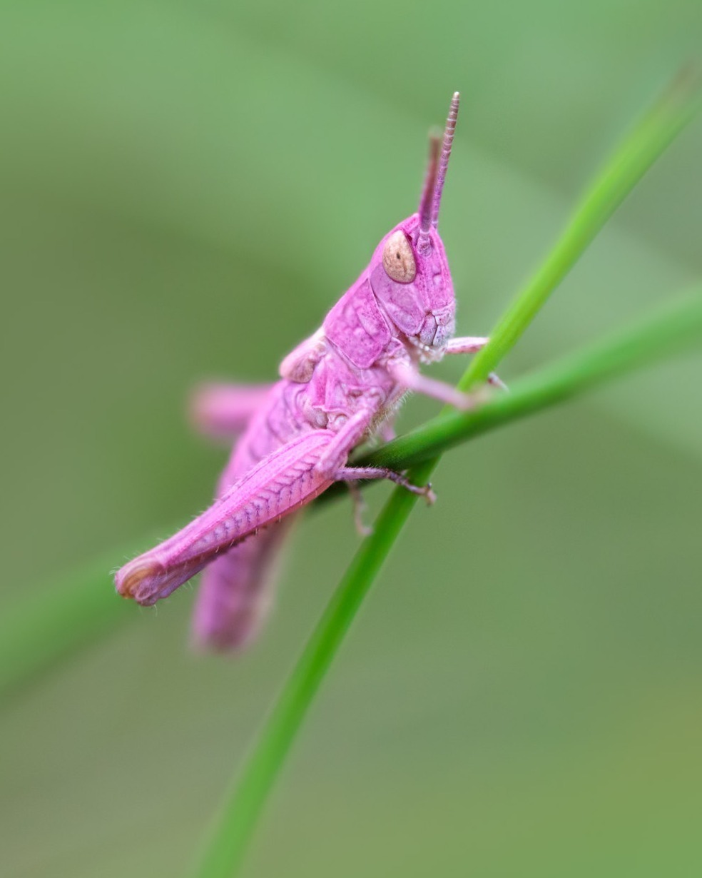American Have You Ever Seen A Pink Grasshopper Though The Meadow