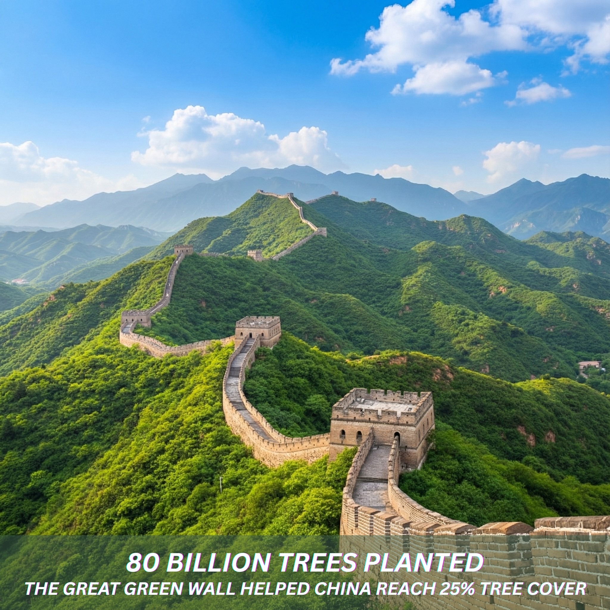 The Lazy - China’s Tree Cover Increase: The Story Behind the Great ...