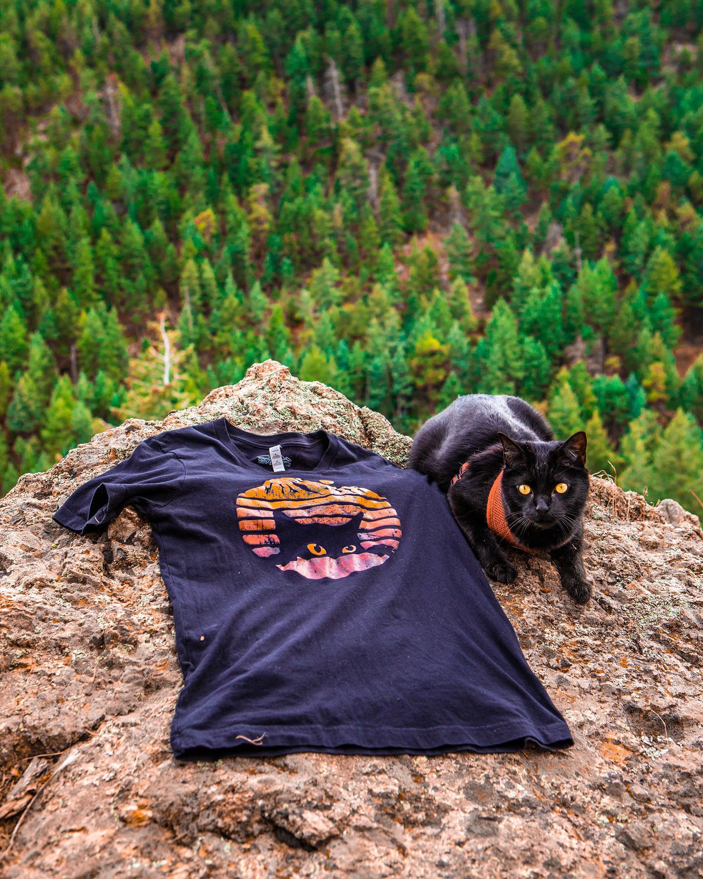 Simon The Backpacking Kitty