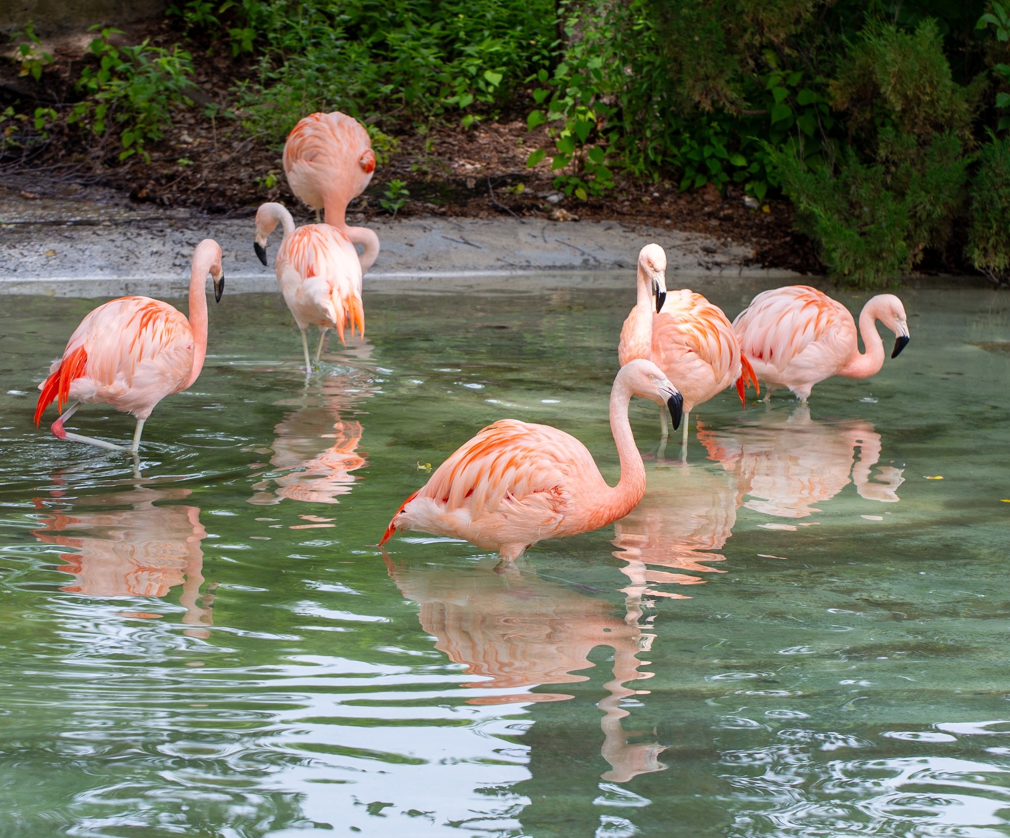 Como Park Zoo & Conservatory | Saint Paul MN
