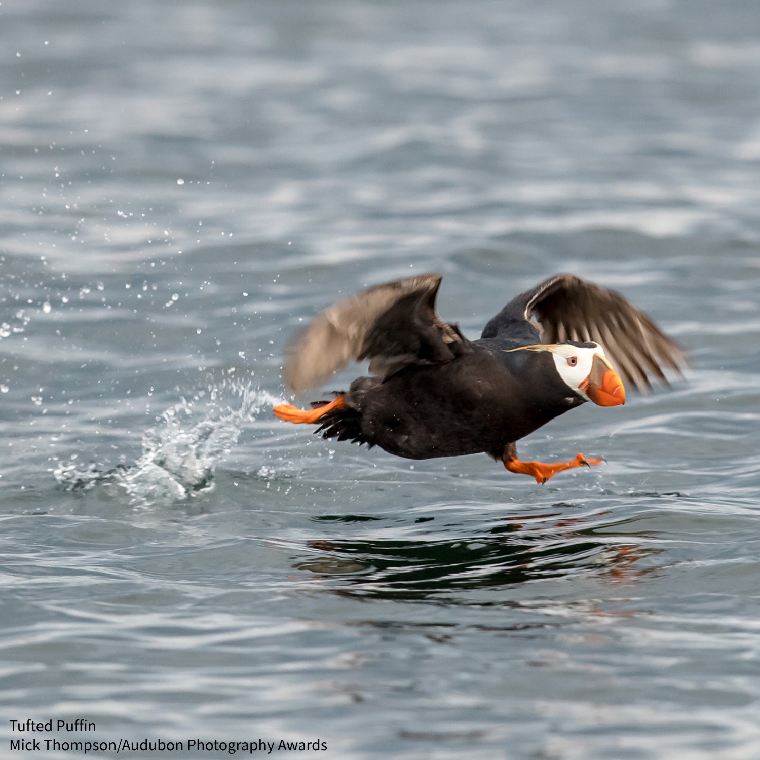 National With Bulbous Orange Bills White Masks And Pale Yellow