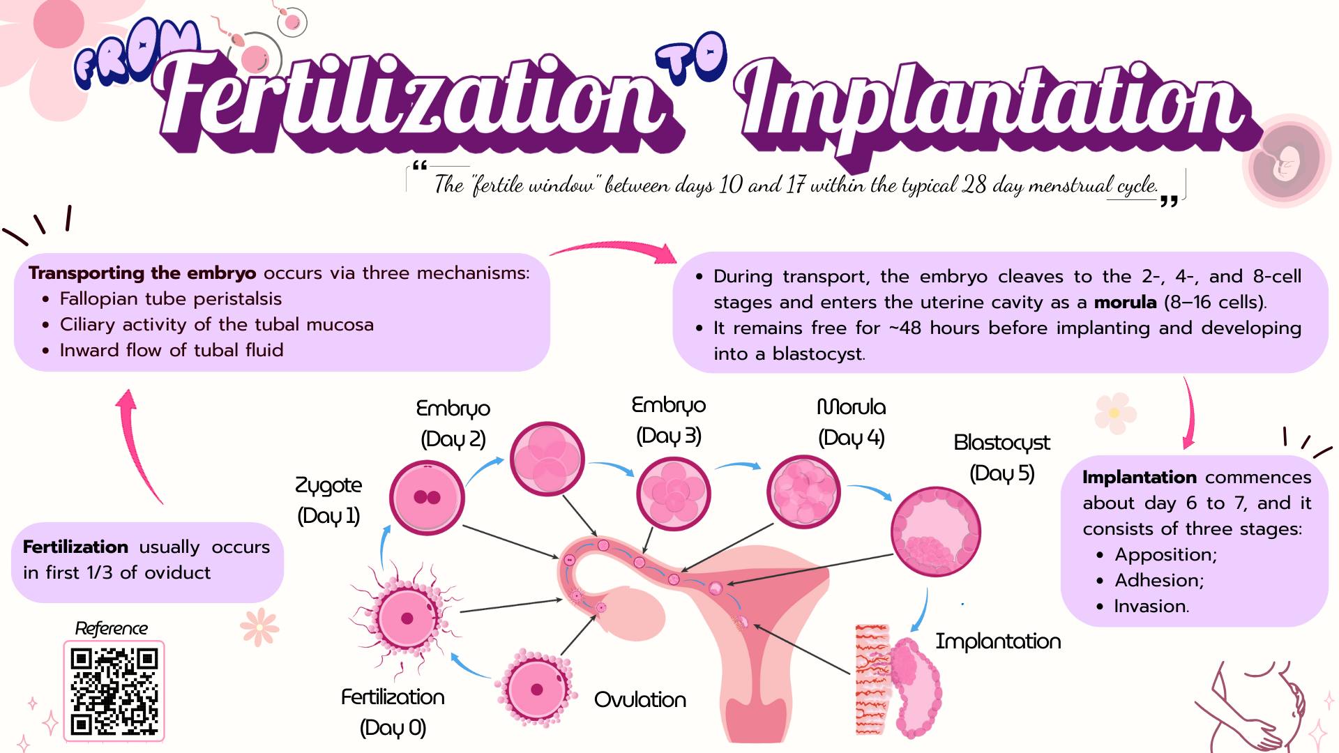 CLB - 📣BÀI DỰ THI SỐ 52: From fertilisation to implantation📣 ️Tác giả ...
