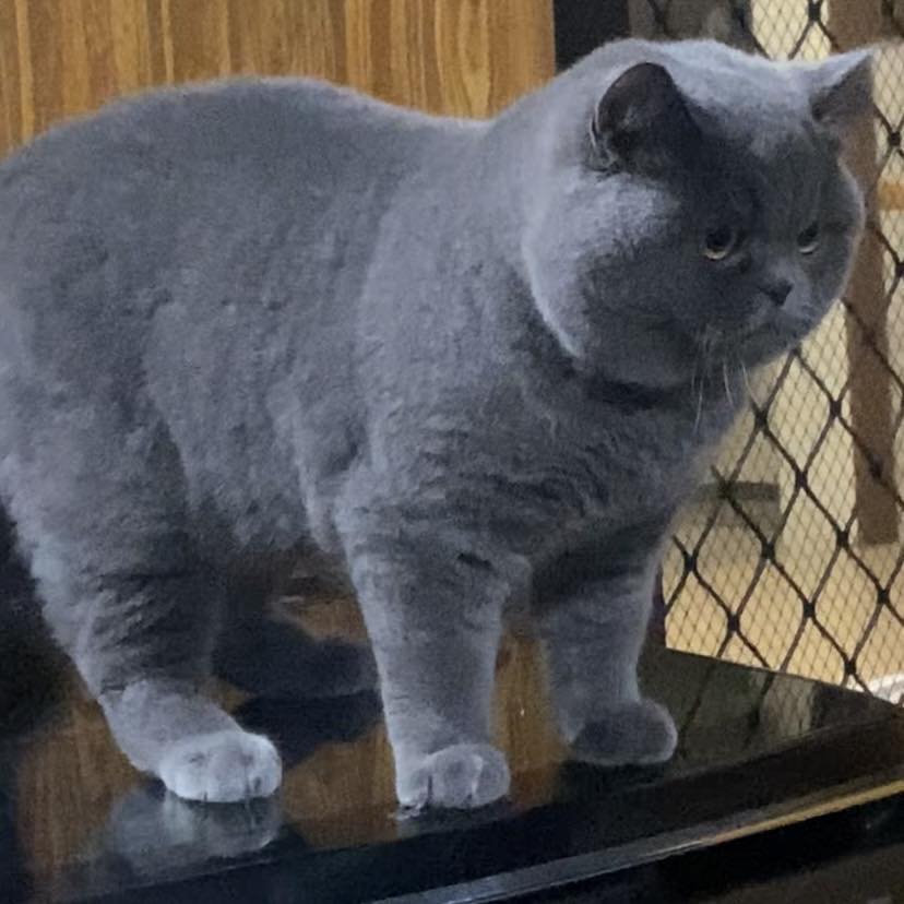 The Scottish Fold Is One Of The Most Recognizable Cat Breeds Because Of