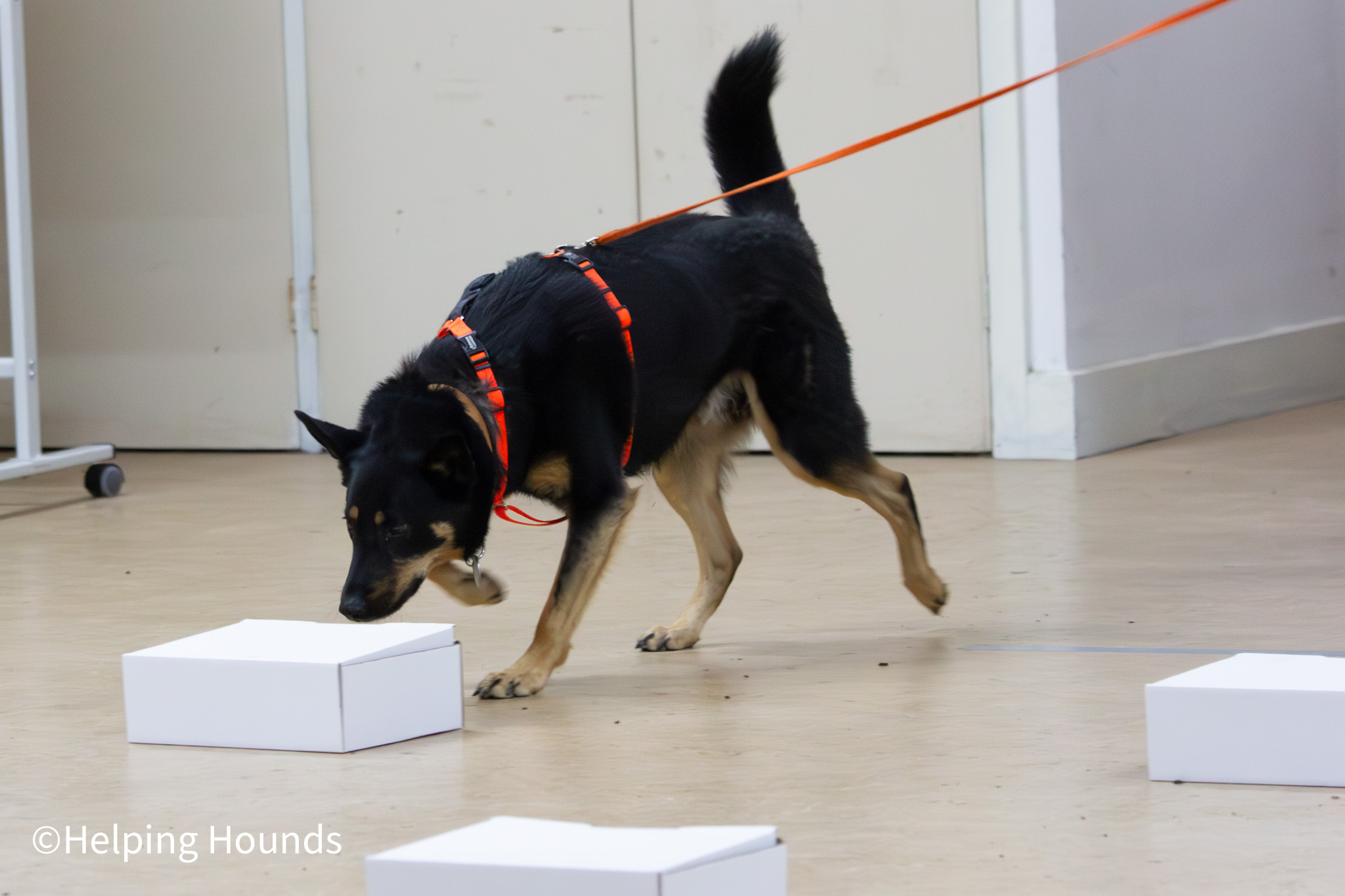 Helping Hounds | Mornington VIC