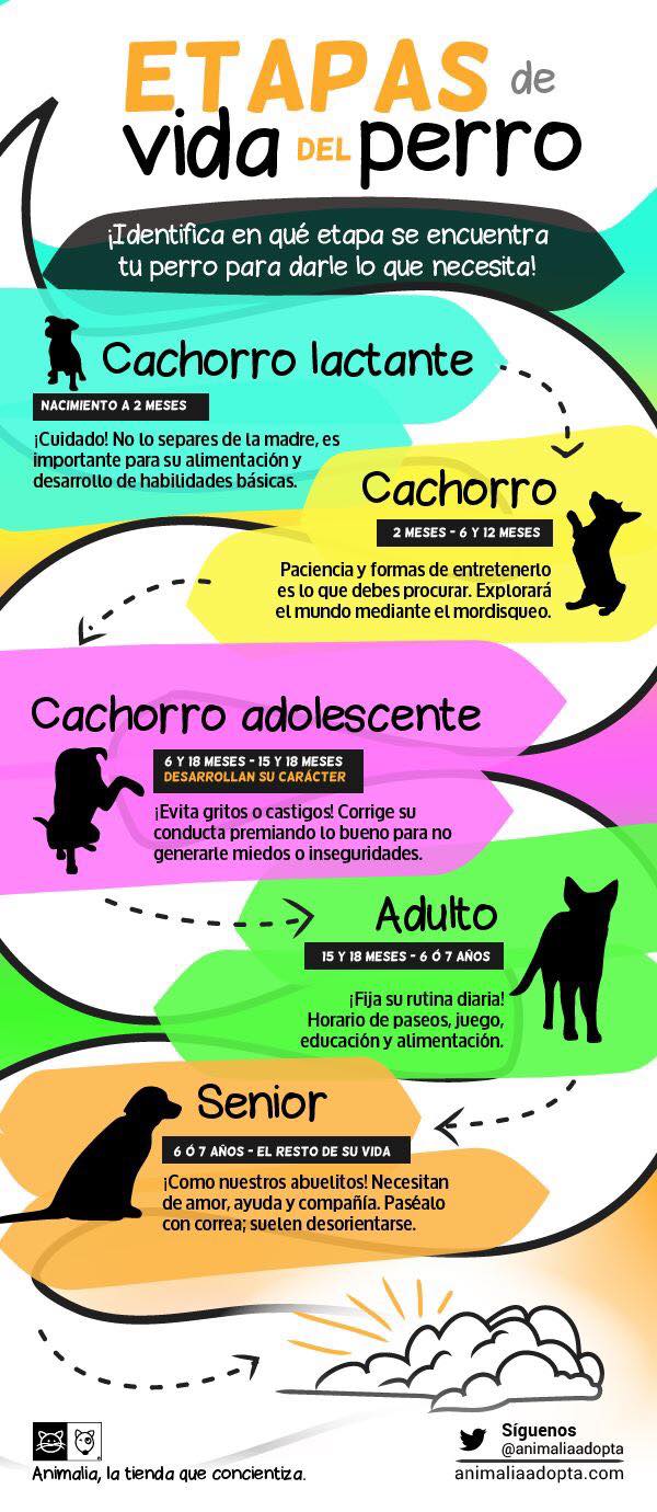 Conoce las etapas de la vida de... - El perro cara de cochi