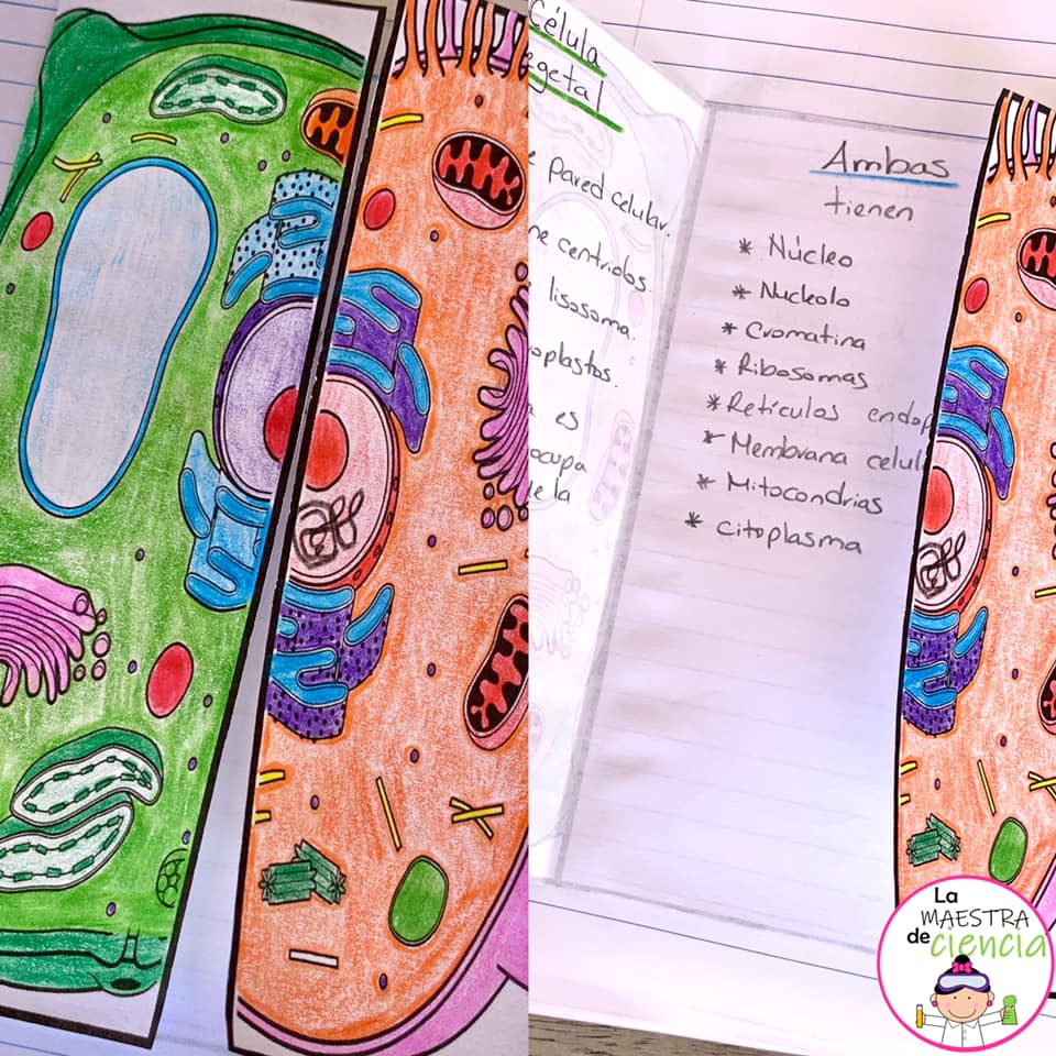Las libretas interactivas no sólo... - La Maestra de Ciencia