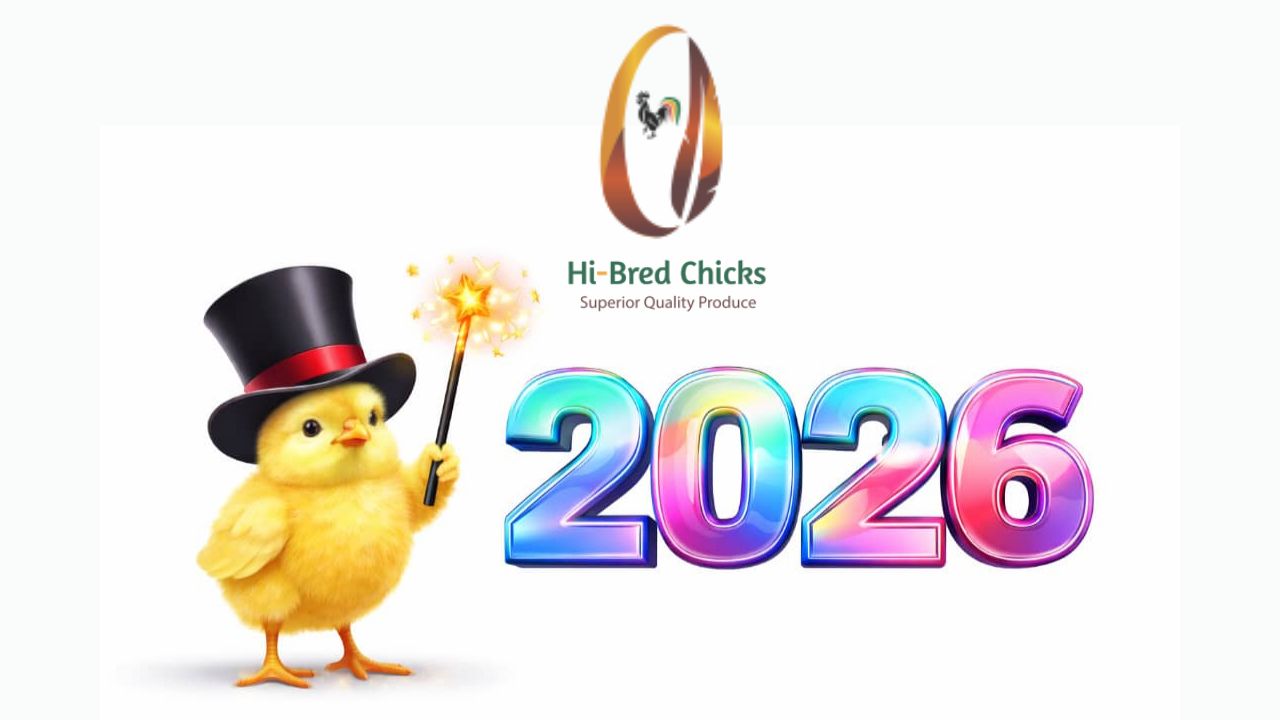 Veejay ♣️ Sexing Of Chicks In Poultry