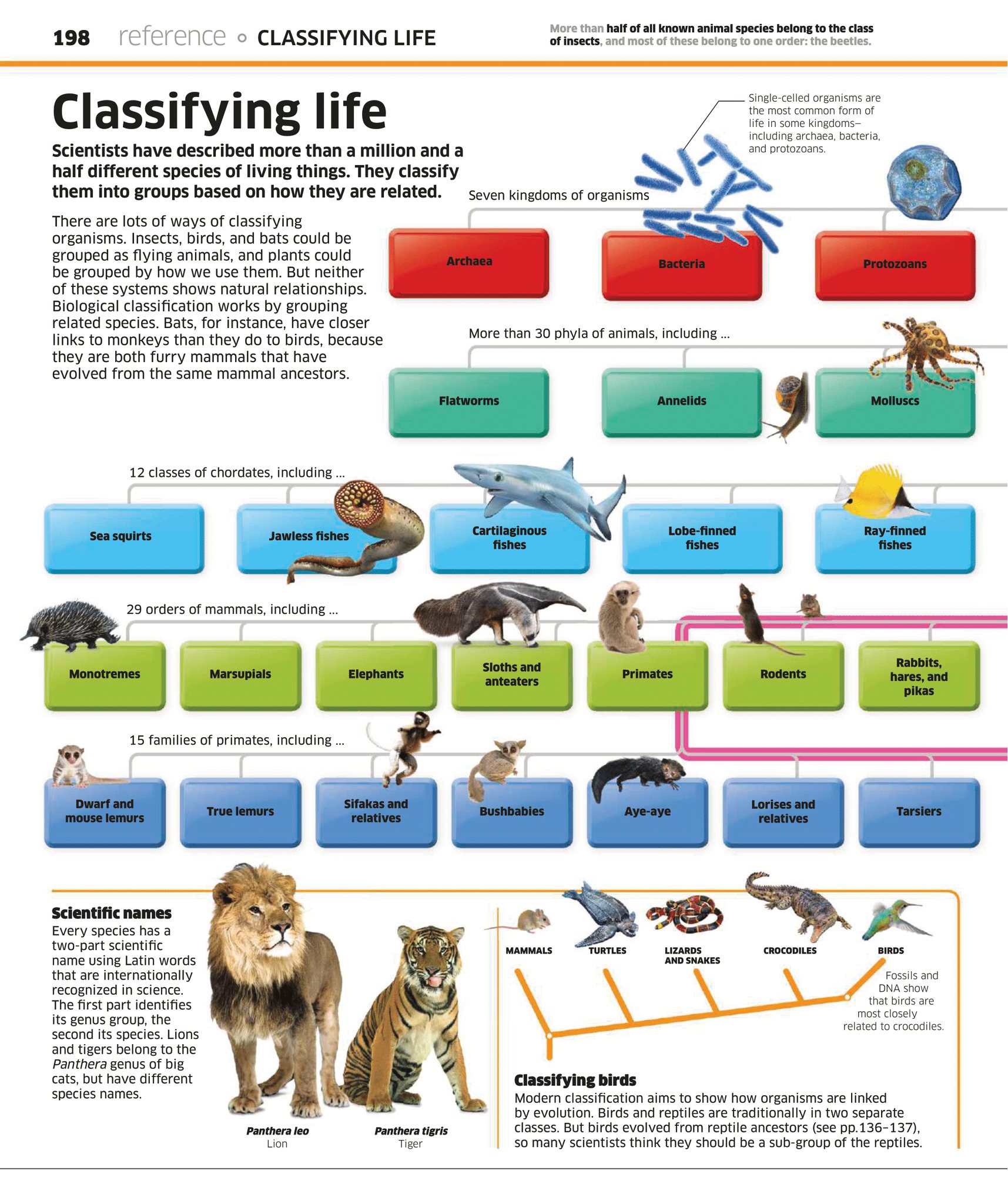 Ceres - Classifying Life (Part 1) by Science Knowledge Encyclopedia ...
