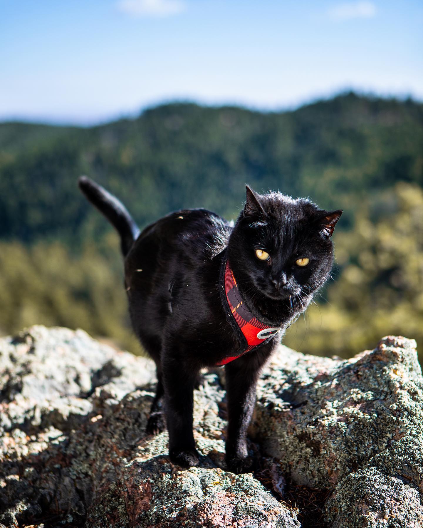 Simon The Backpacking Kitty