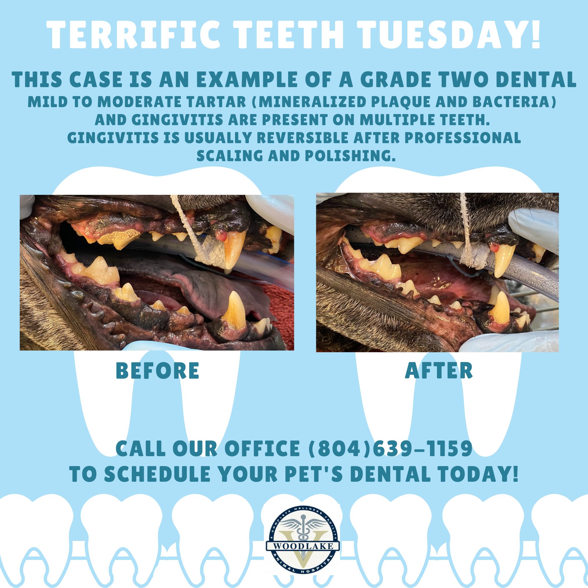 🦷🐾 It’s National Pet Dental... - Woodlake Animal Hospital | Facebook