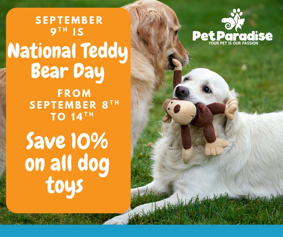 Pet - 🐻 ️ September 9th is National Teddy Bear Day! ️🐻 Nothing says ...