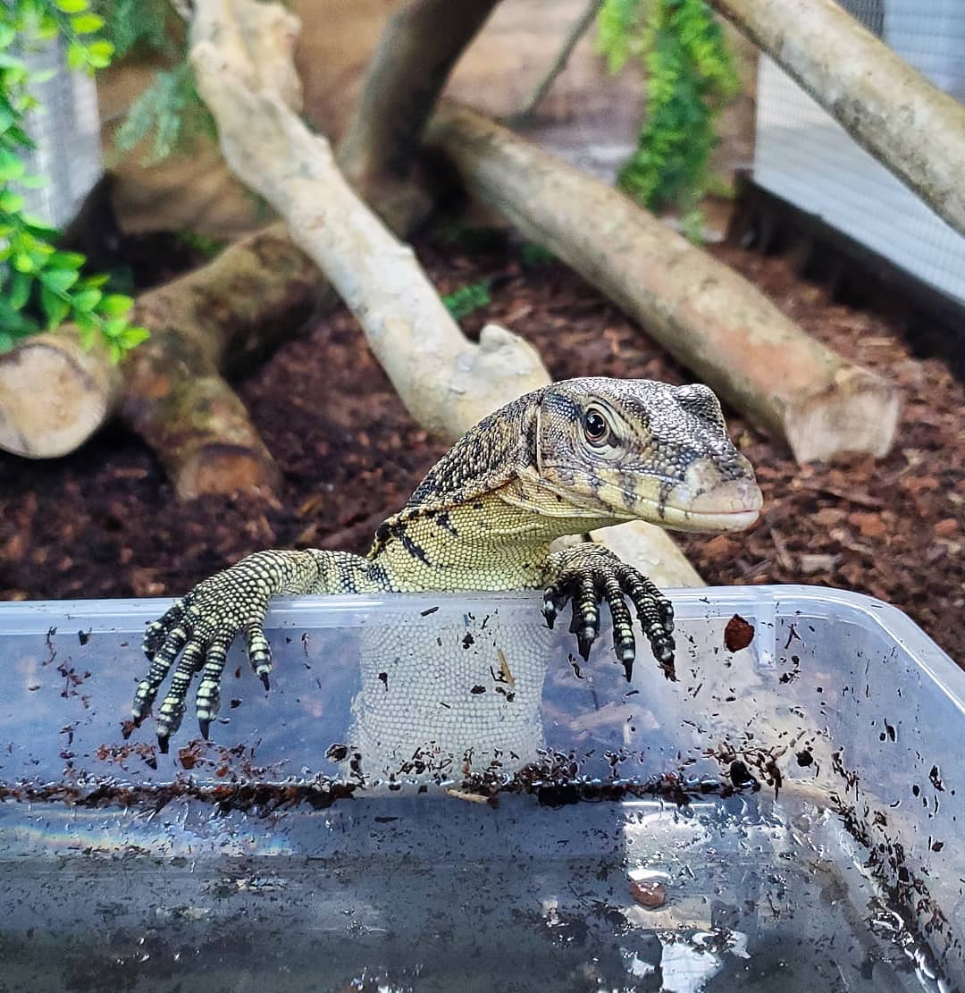 Vexotic Me 👀 Asian Water Monitor Varanus Salvator