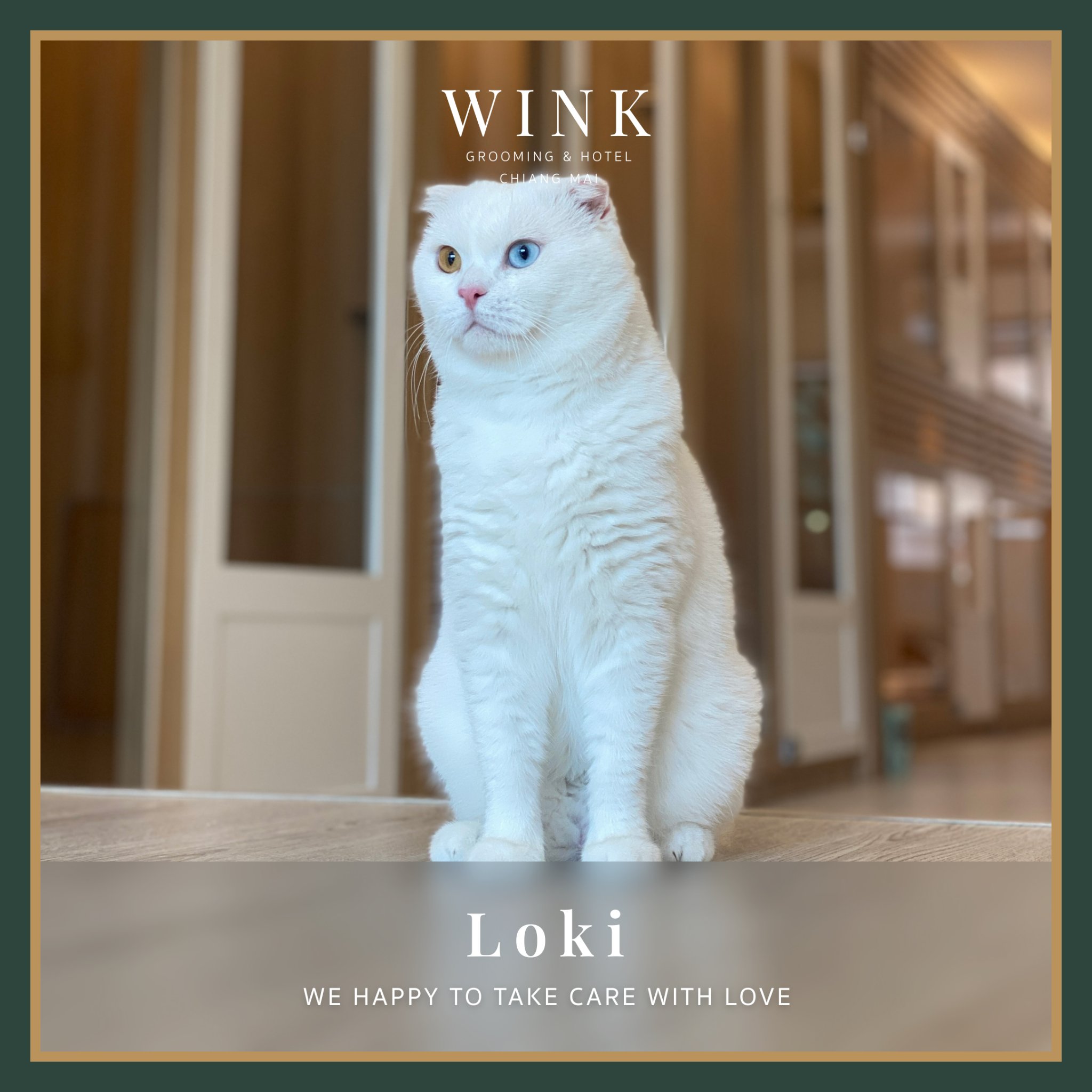 Wink Grooming And Hotel โรงแรมแมว สปาและอาบน้ำตัดขนแมว