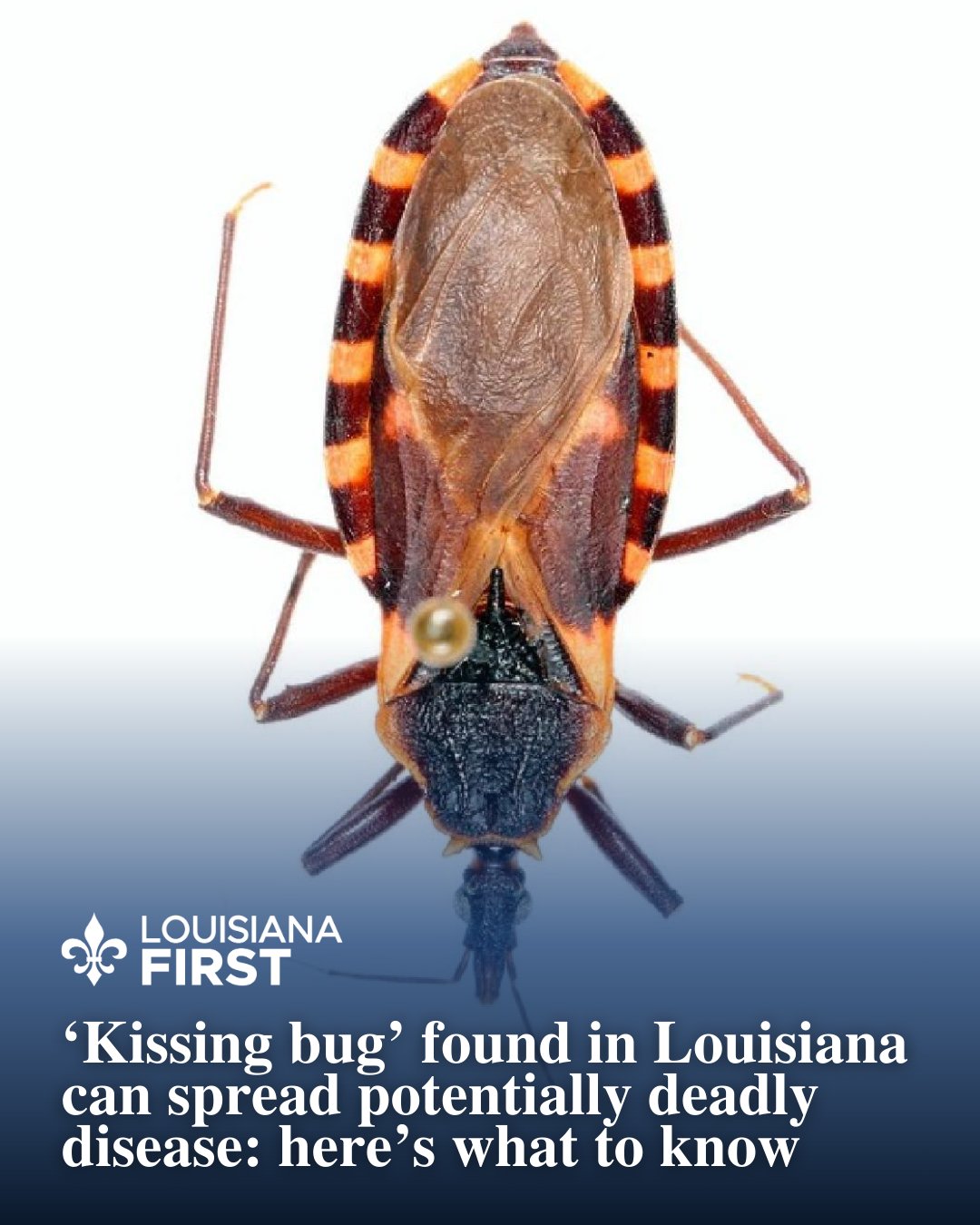 Louisiana - Residents in Louisiana should be aware of blood-sucking ...