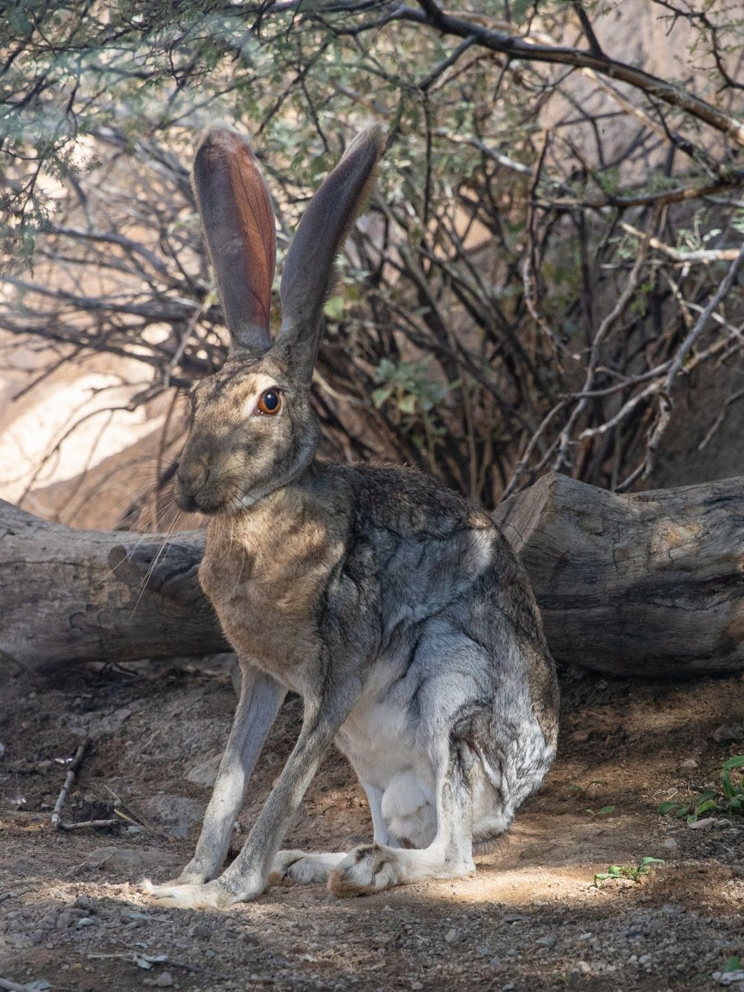 Arizona-Sonora - Meet Cantaloupe the antelope jackrabbit (Lepus ...