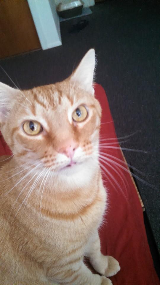 Strange Kitty