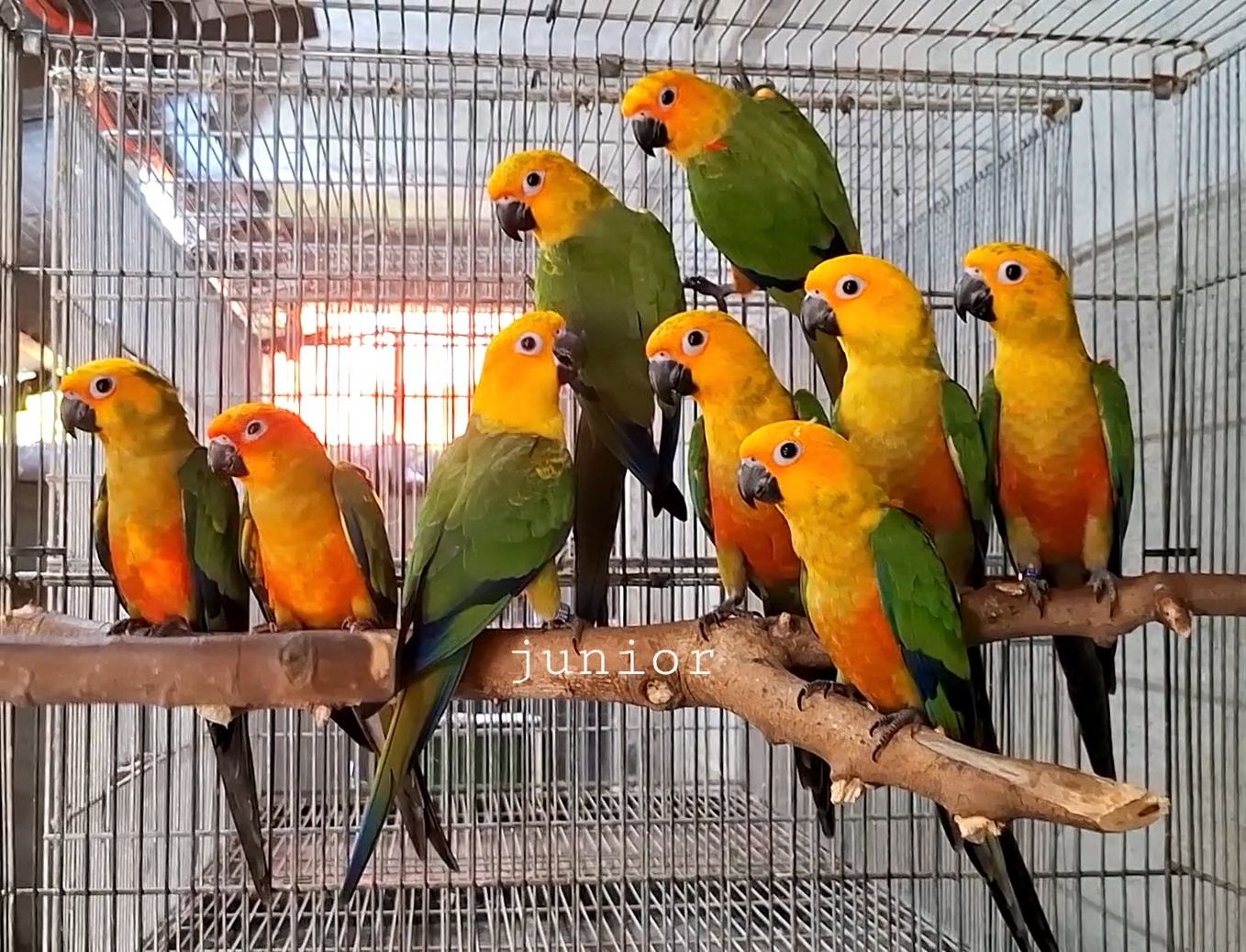 Albay Legazpi Birds Society Albs Facebook