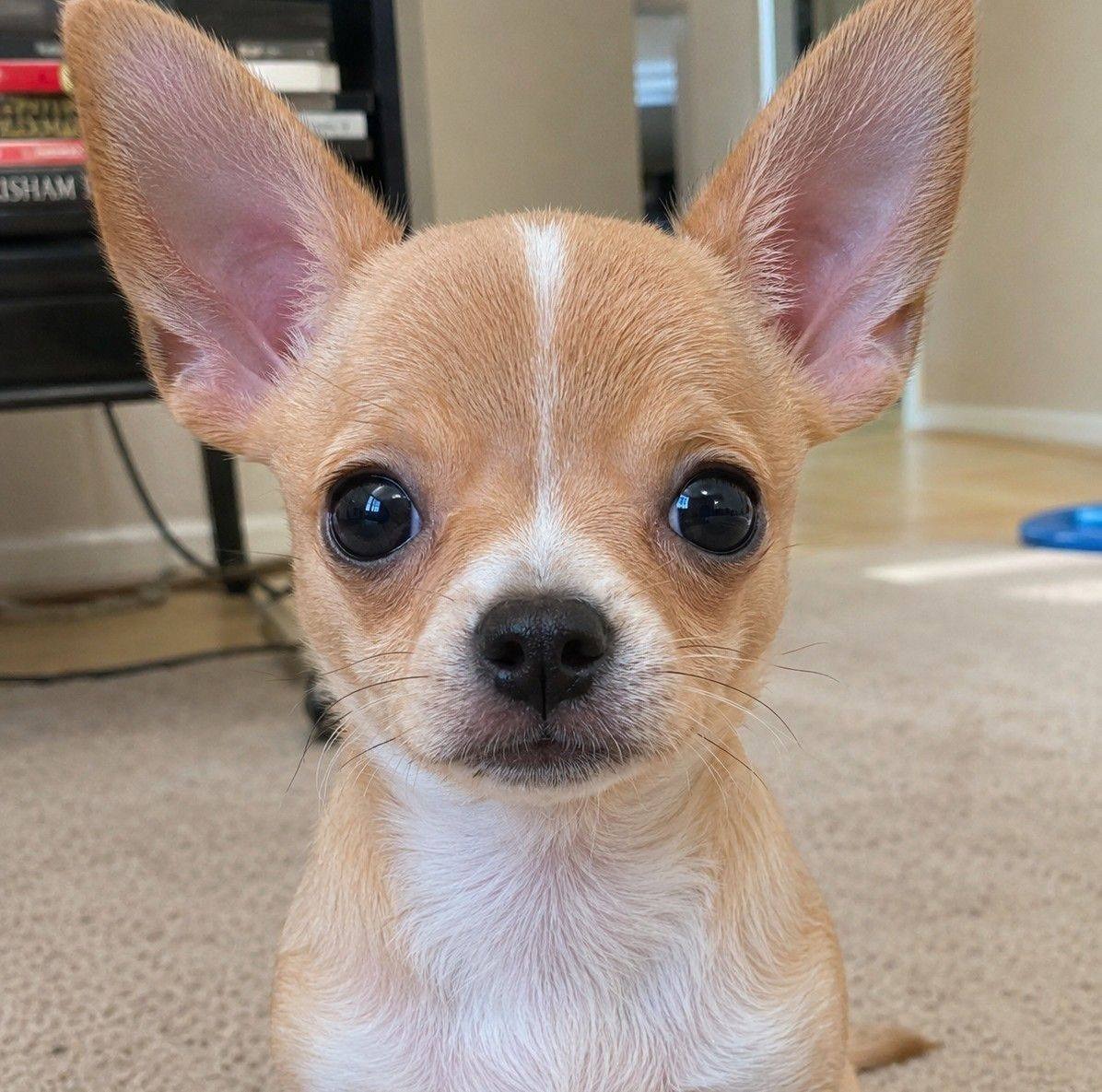 This Chihuahua's way of saying "feed me" is not subtle at all 😂🐾 # ...