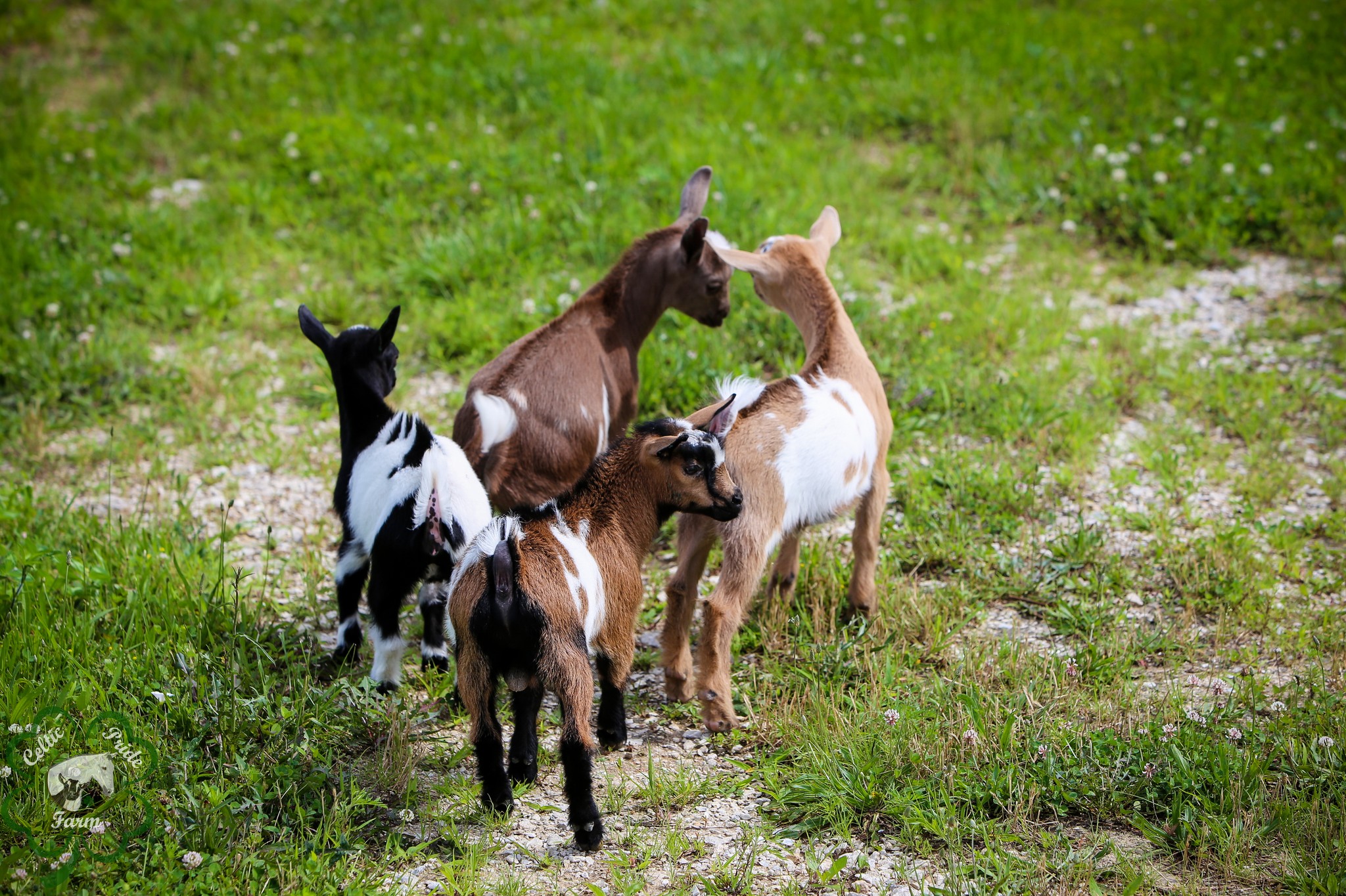 Okay here’s a more proper intro! ALL... - Celtic Pride Farm | Facebook