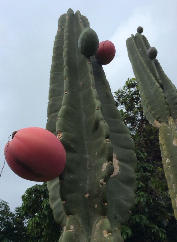 Koubo Peruvian Apple Cereus Penang Tropical Fruit Farm