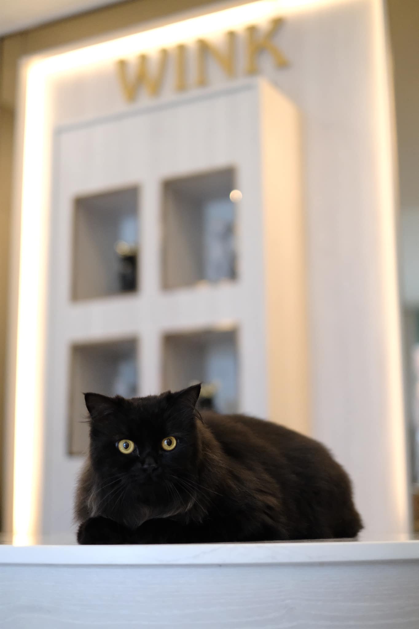 เด Wink Grooming And Hotel โรงแรมแมว สปาและอาบน้ำตัดขนแมว