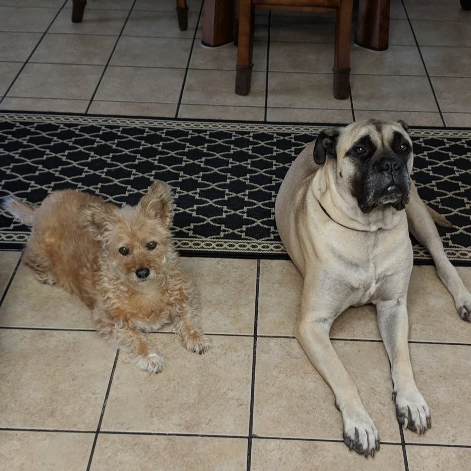 Maxx Ginger And Dutch