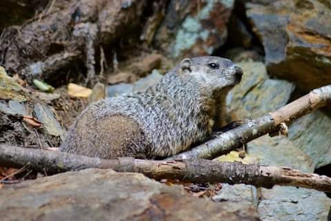 Why Groundhogs Stand Up And What It Means