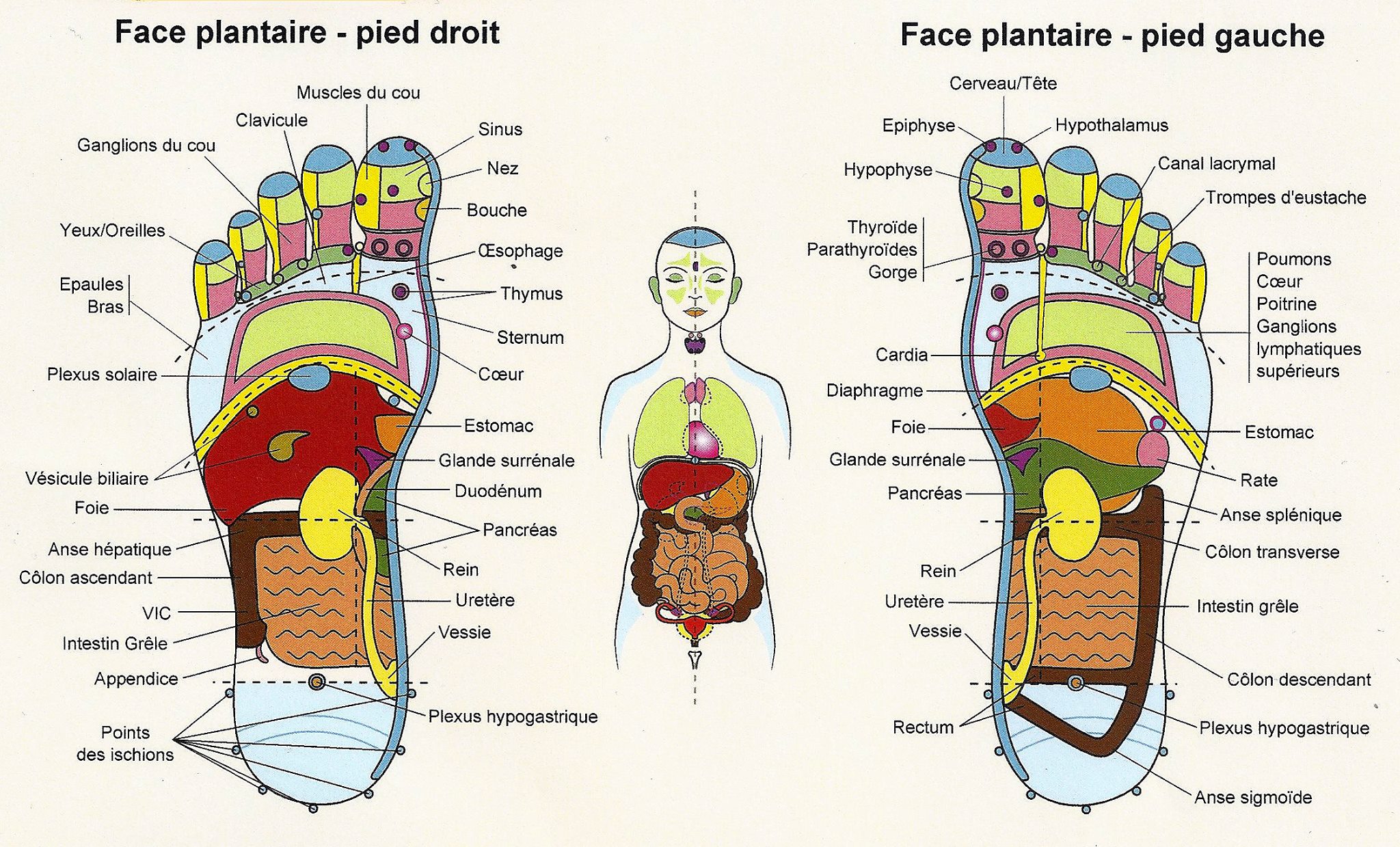 Capatoutage La Réflexologie Plantaire Dans Les Pieds Et Les Mains