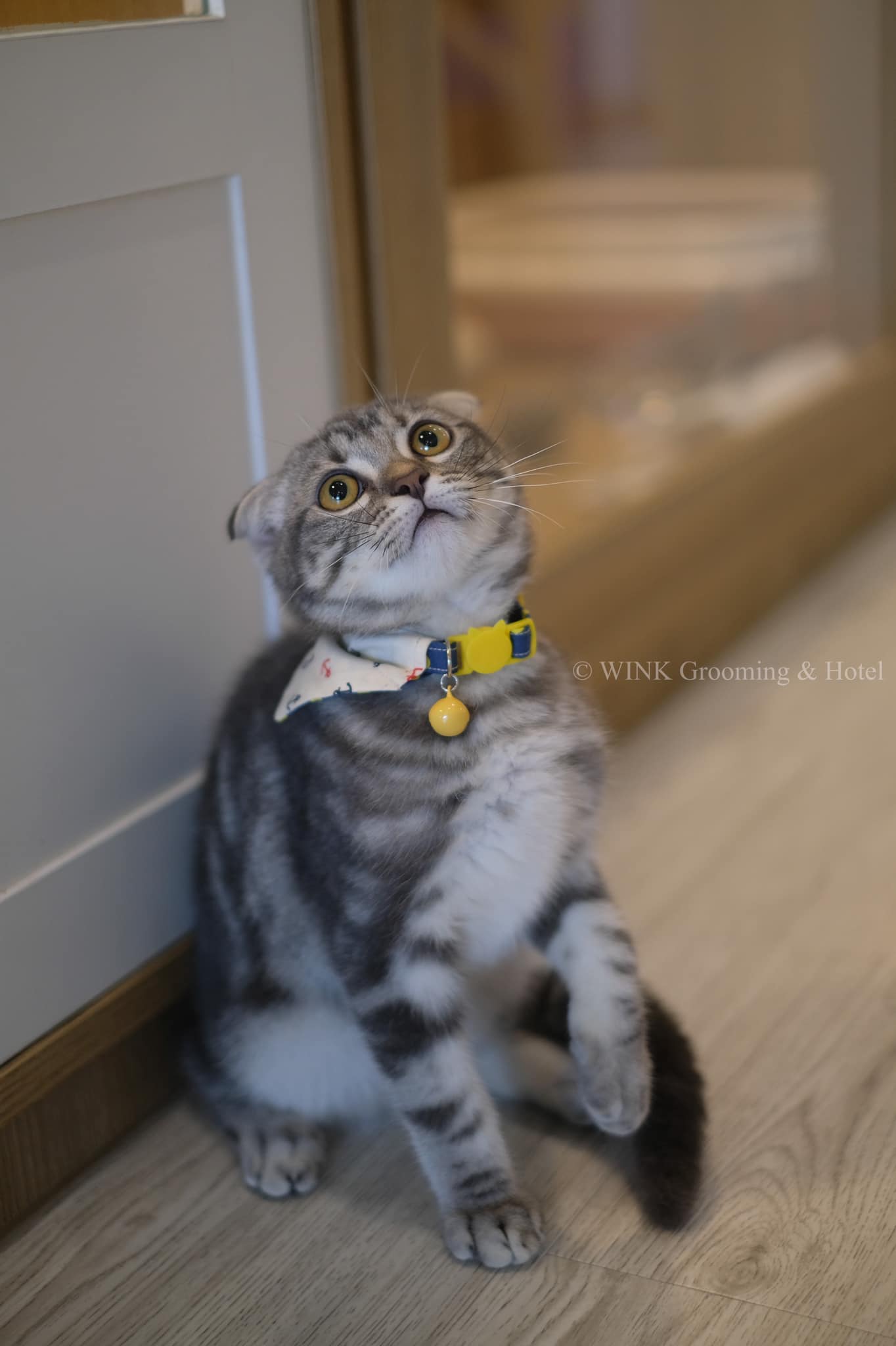 ป๋ Wink Grooming And Hotel โรงแรมแมว สปาและอาบน้ำตัดขนแมว