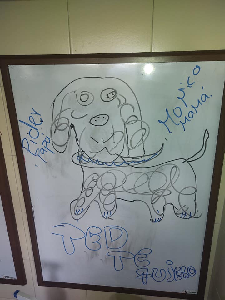 Ted The Main Tree Of Tolu Facebook