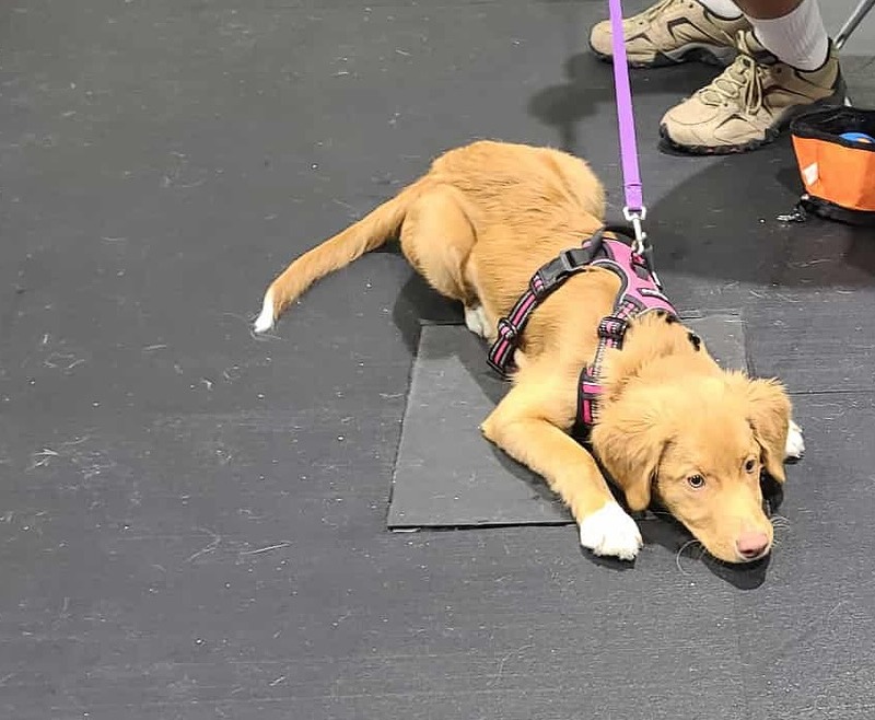 Chasin' - 🎒🐶 School’s Back… 🐶🎒 Puppy Kindergarten returns in 2026! Tiny ...
