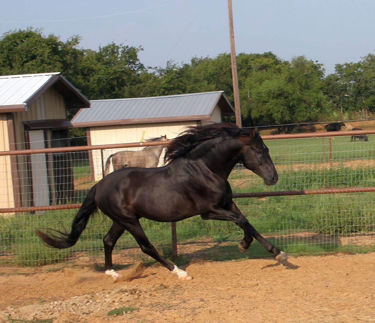 Bridled Passion Dressage Cleburne Tx