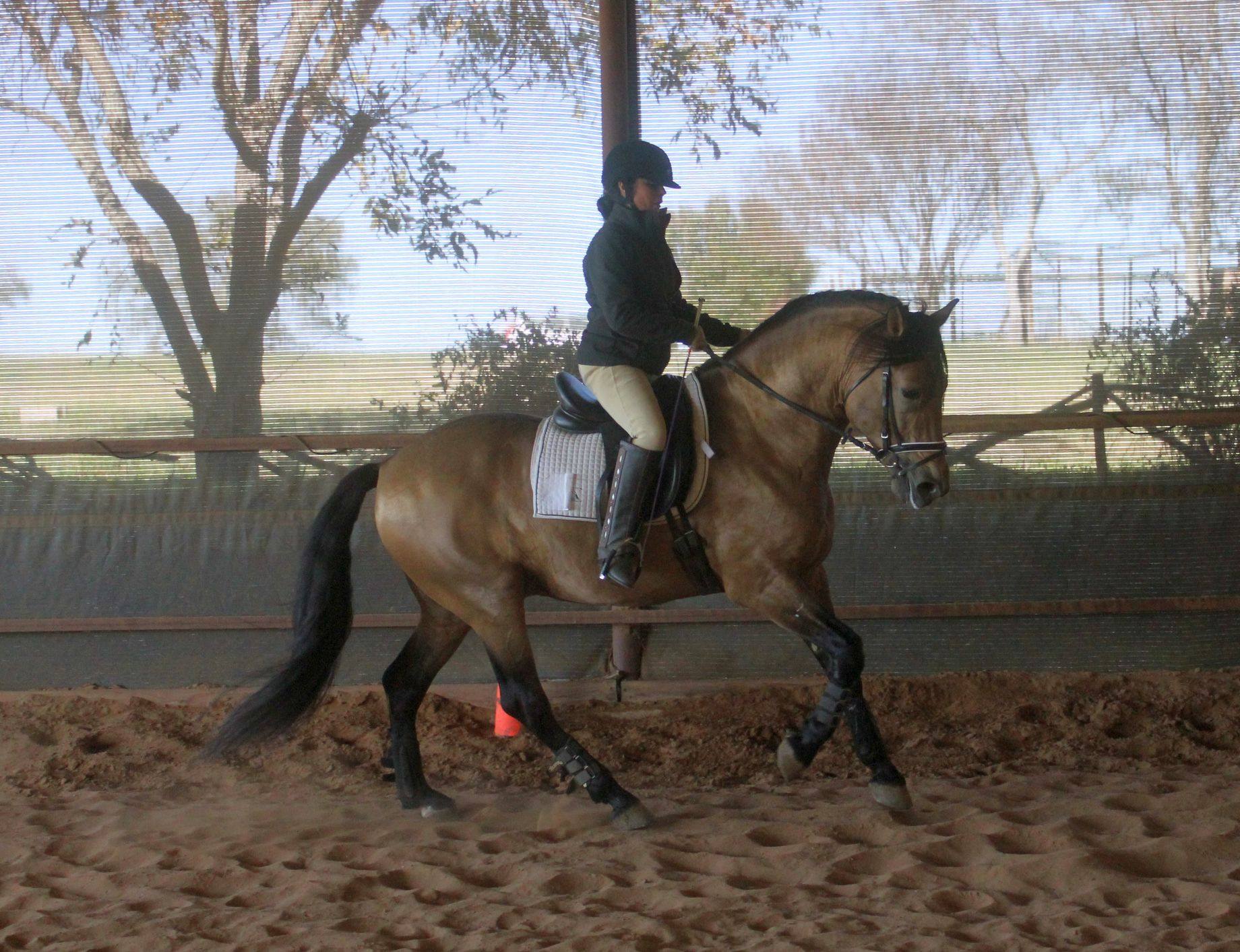 Bridled Passion Dressage Cleburne Tx