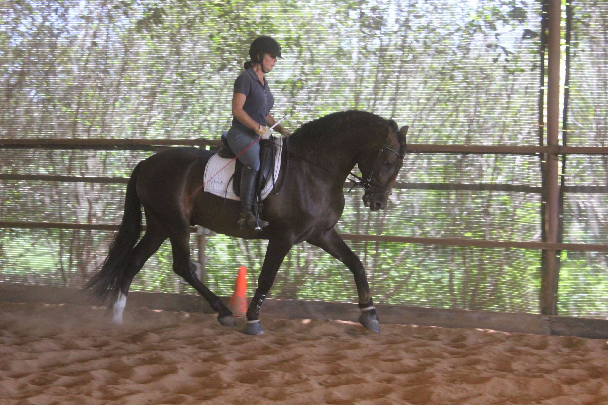 Bridled Passion Dressage Cleburne Tx