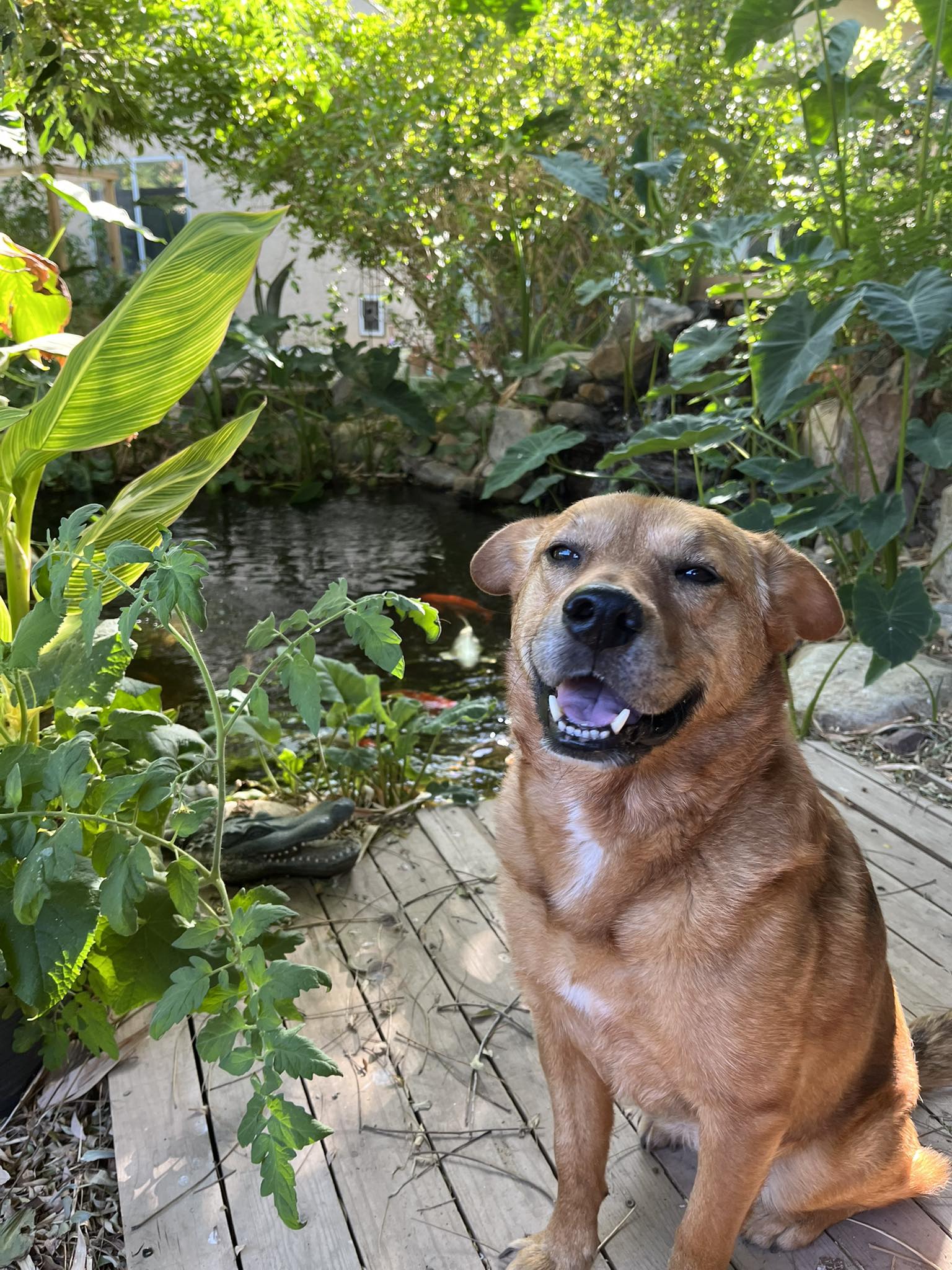 Greenie's Garden