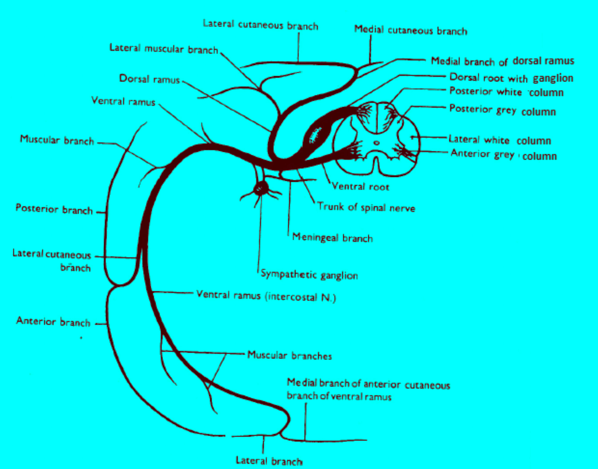 A Typical Thoracic Spinal Nerve Learning Anatomy Facebook 2837