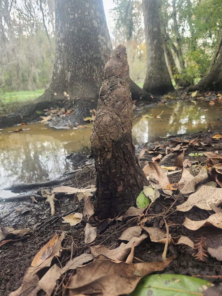 Sexy Trees Morning Wood Facebook 1024